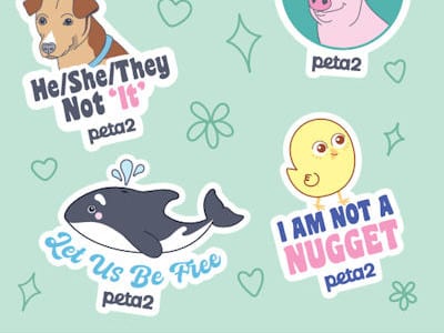 ALL The FREE Stickers Online [Many Verified Received By Mail]